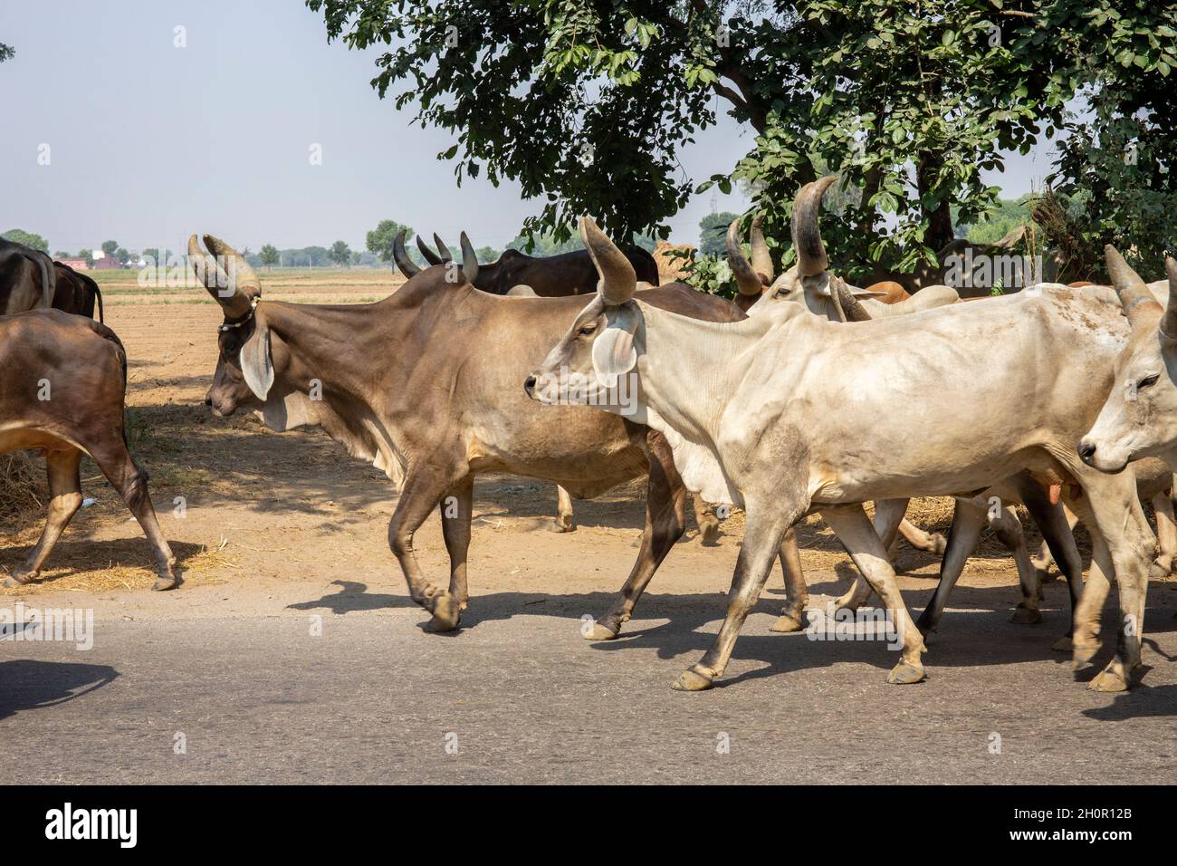 group of cows strolling around in the city. Most Hindus respect the cow ...