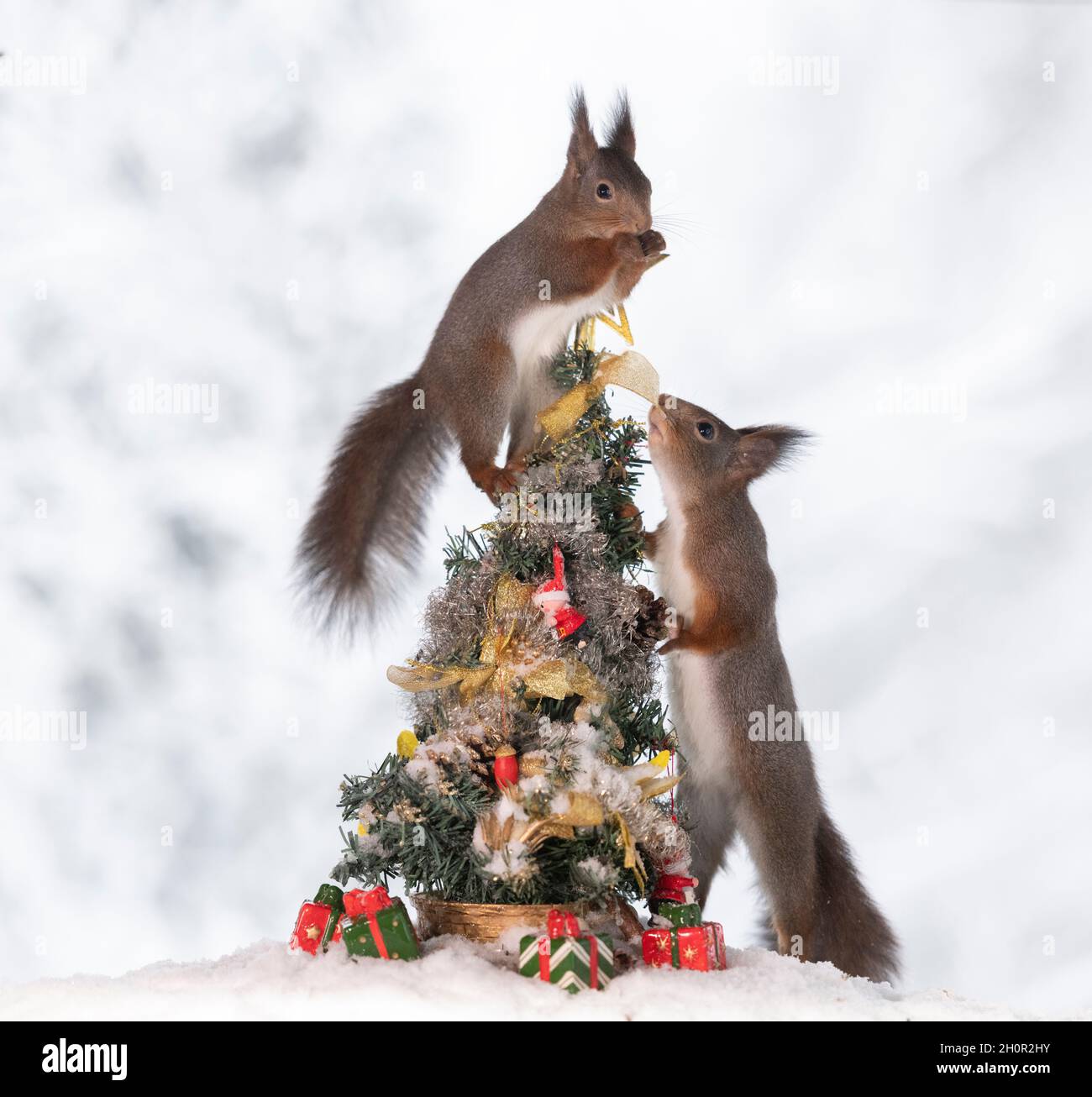 red squirrels are standing with and in a Christmas tree Stock Photo - Alamy
