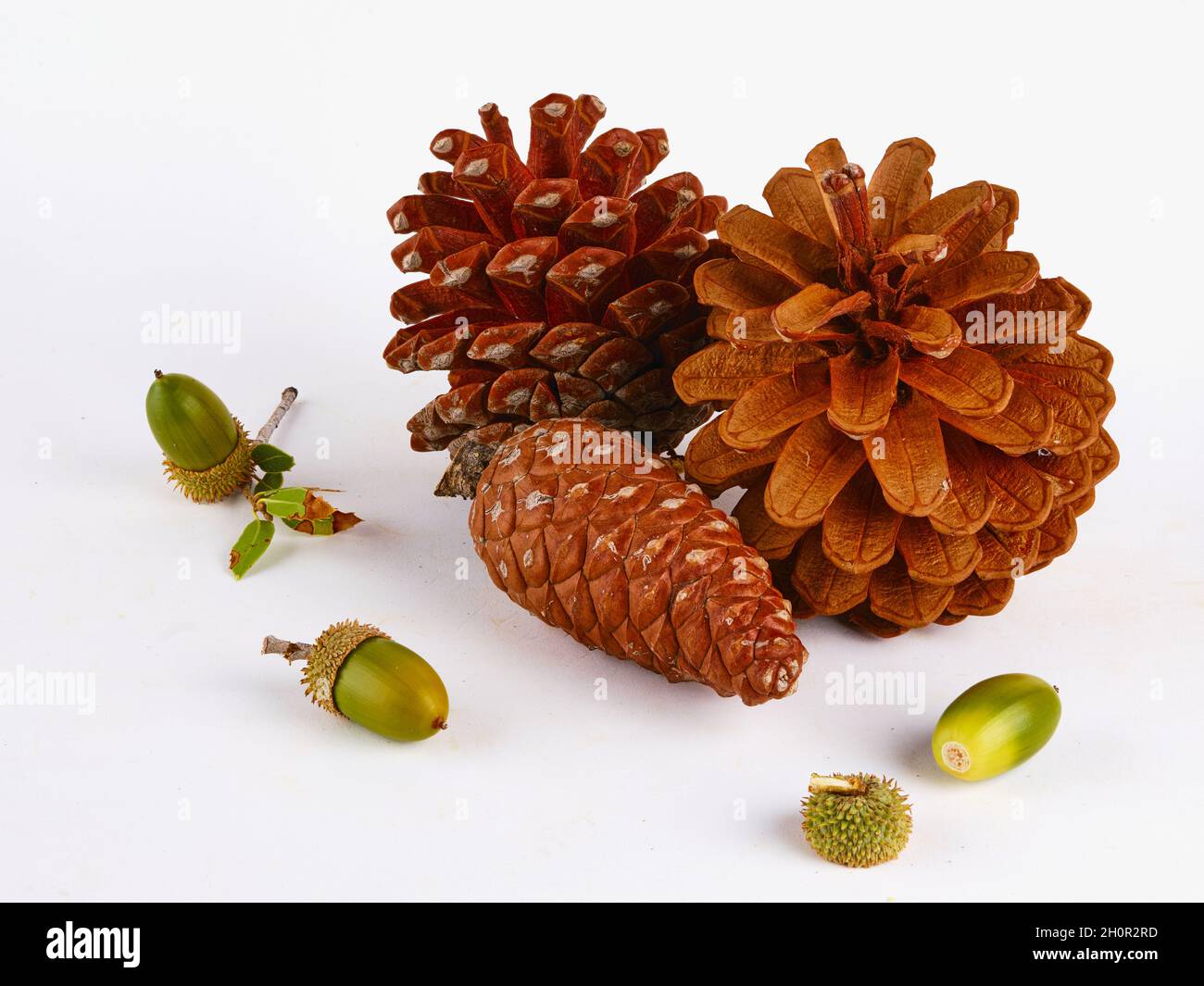pine cone and acorns on white background Stock Photo - Alamy