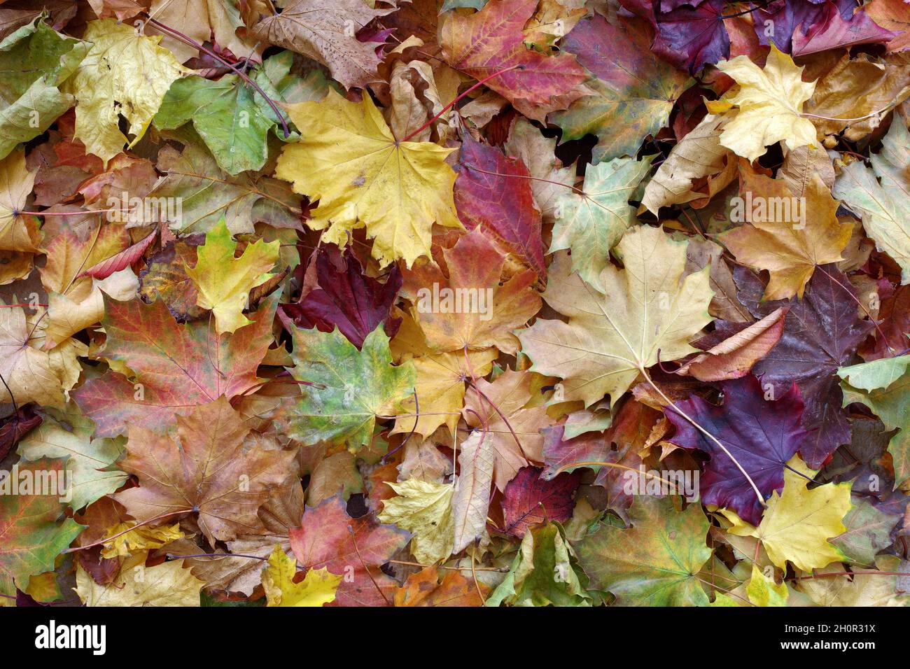 Autumn fall leaves on the ground - colourful background Stock Photo - Alamy