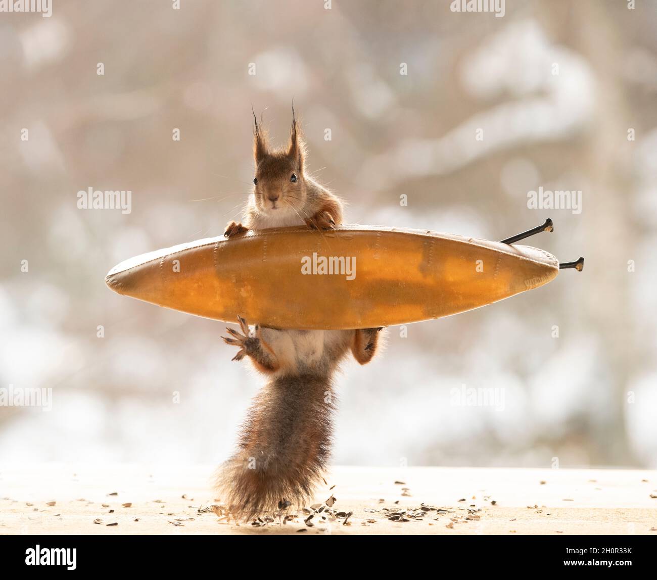 red squirrel is jumping with an canoe Stock Photo - Alamy