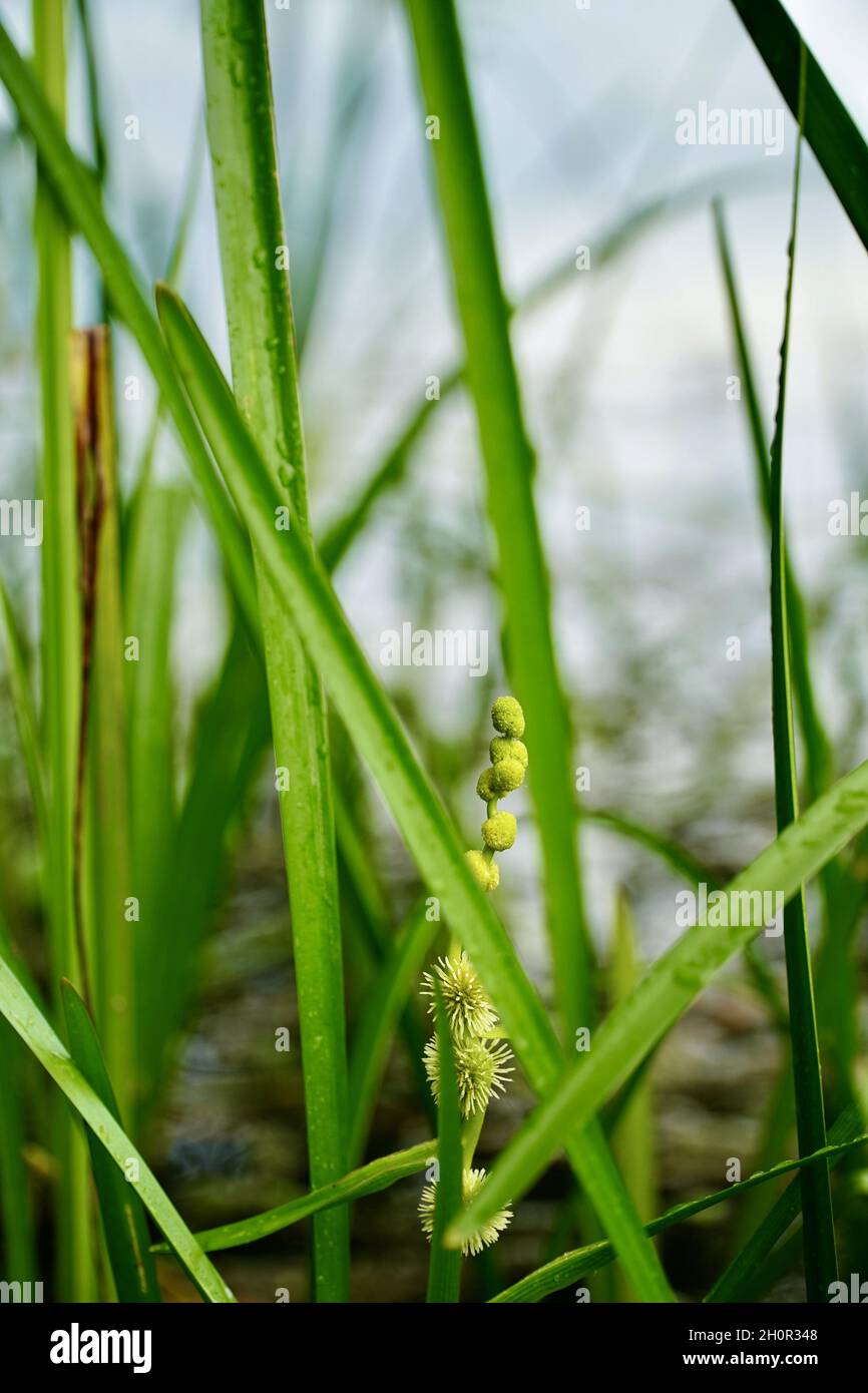 Vertical shot forest plant hi-res stock photography and images - Alamy