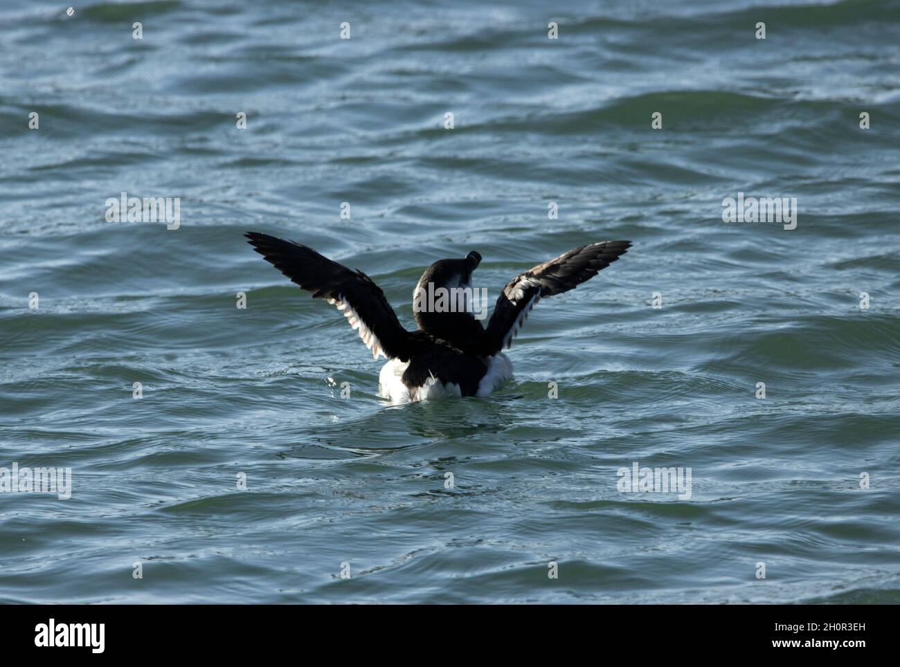 A Razorbill in winter plumage flaps its wings as it prepares to dive ...