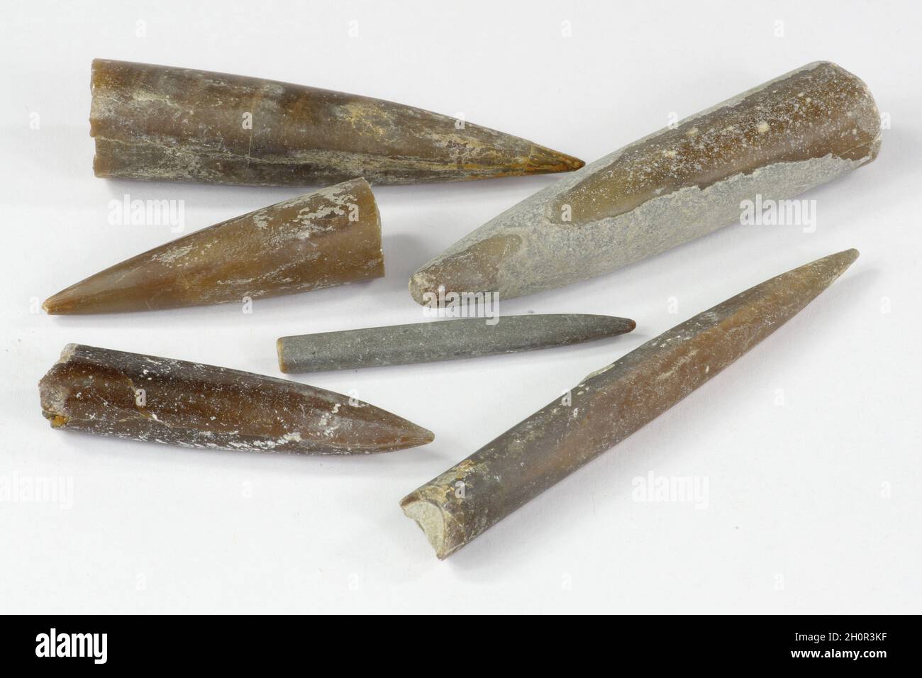 Belemnoid fossil hi-res stock photography and images - Alamy