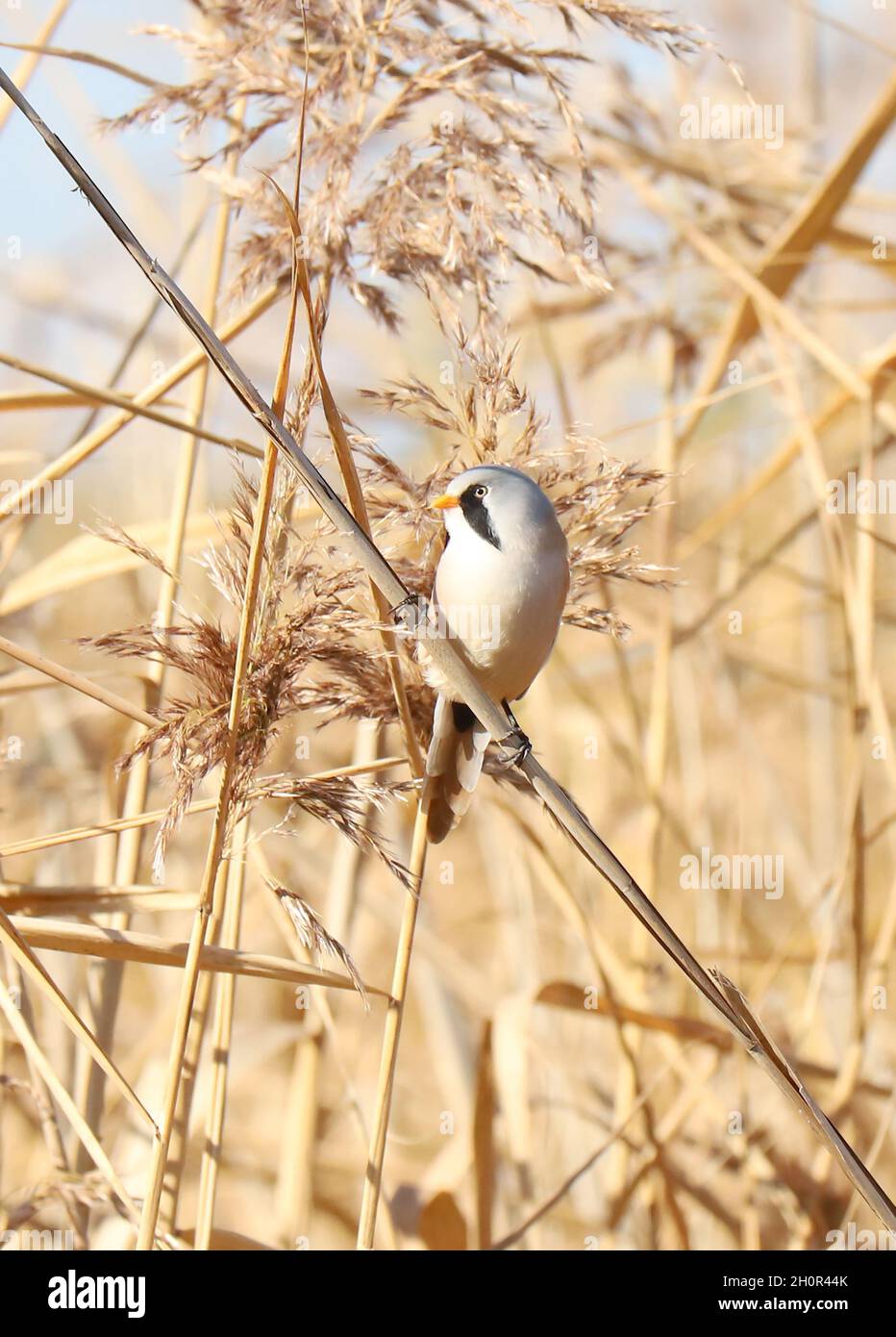 Bearded reedling (Panurus biarmicus) sitting on a reed. Beautiful ...