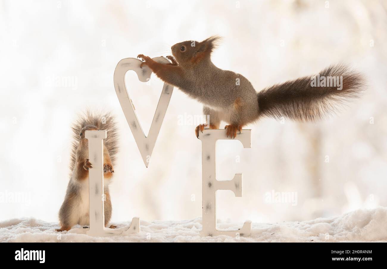 Red squirrels are holding an red heart hi-res stock photography and ...