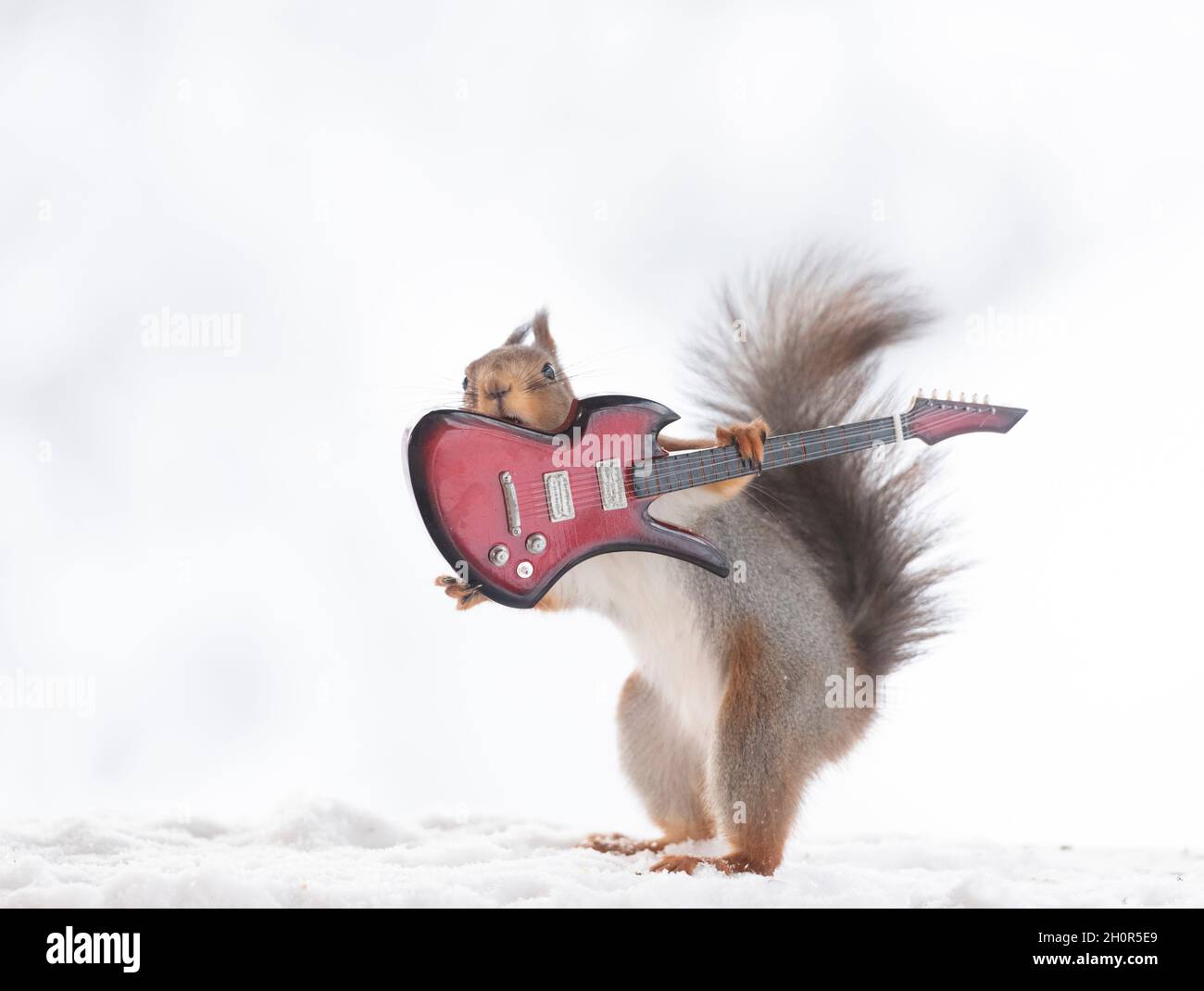 Squirrel with guitar hi-res stock photography and images - Alamy
