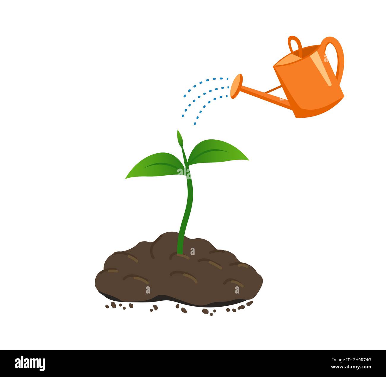 watering the young plant growing in the ground from a watering can ...