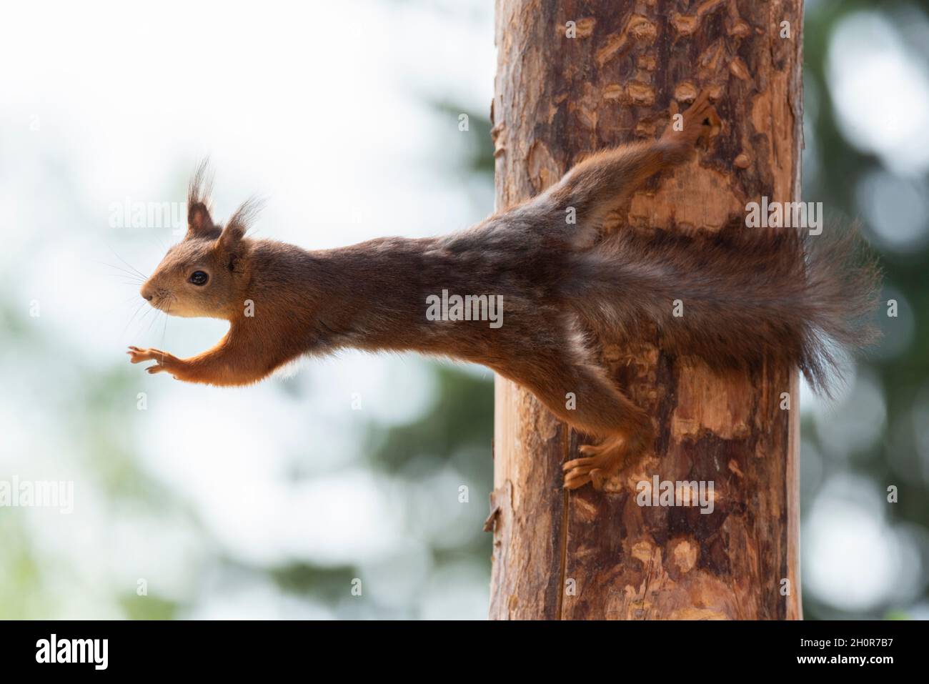 Red squirrel reaching from a tree hi-res stock photography and images ...