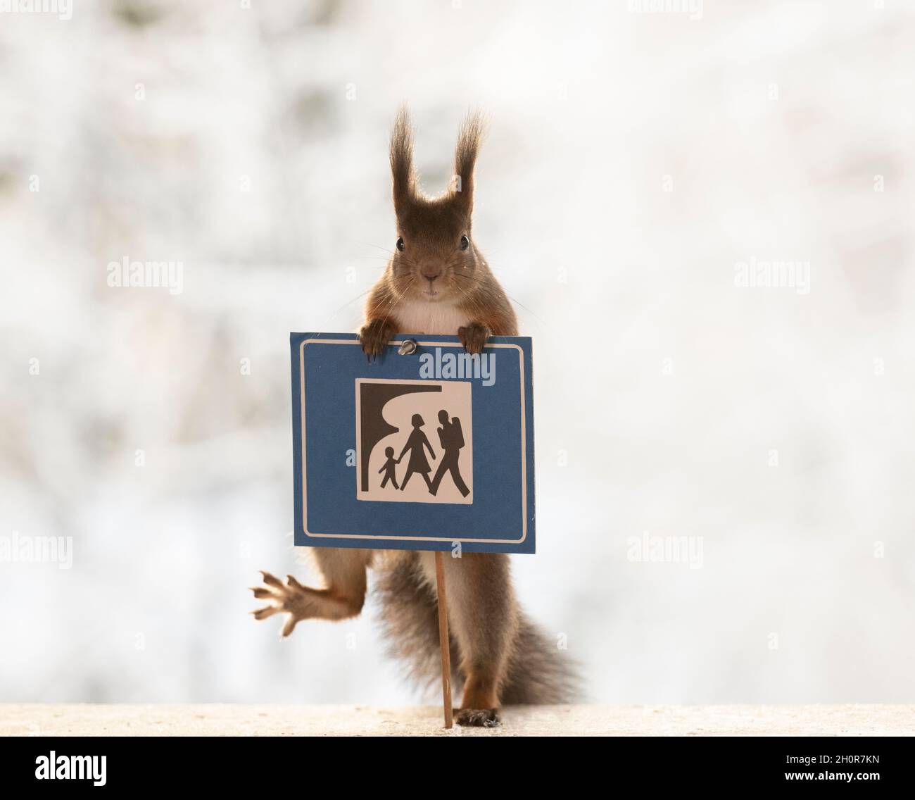 red squirrel is standing behind a Recreational area sign Stock Photo ...