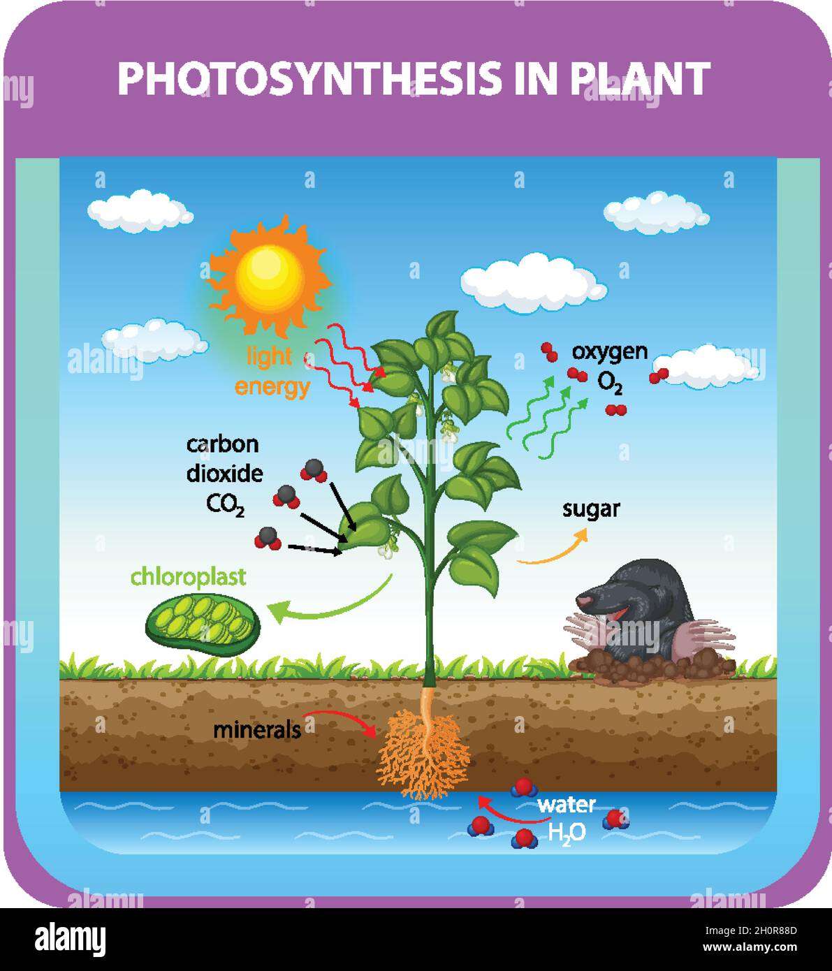 Process of photosynthesis in plant illustration Stock Vector Image ...
