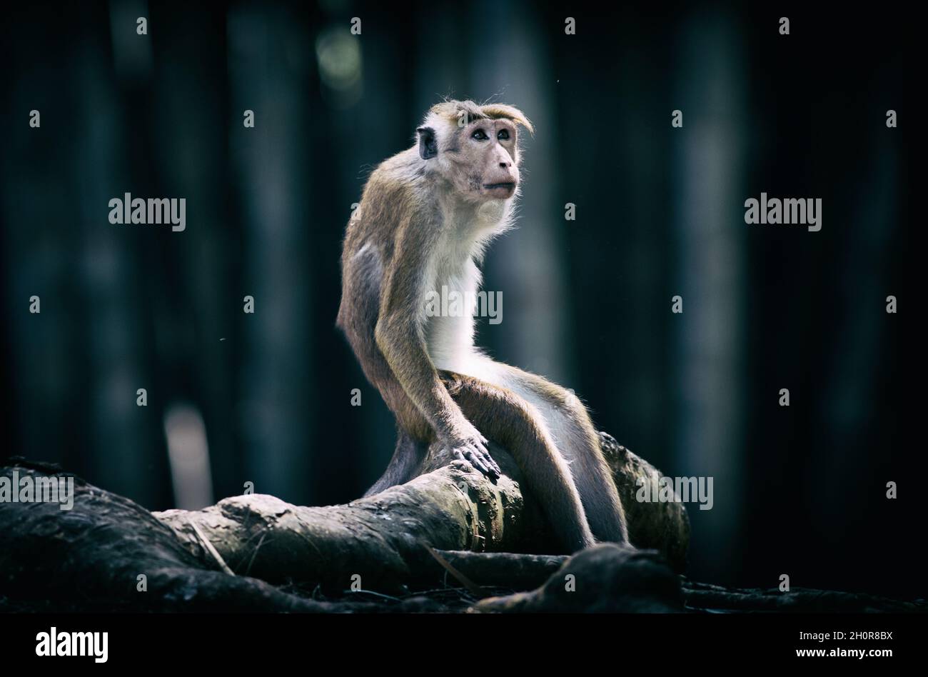 Portrait of monkey (Macaca Sinica protected specie) sitting on tree ...