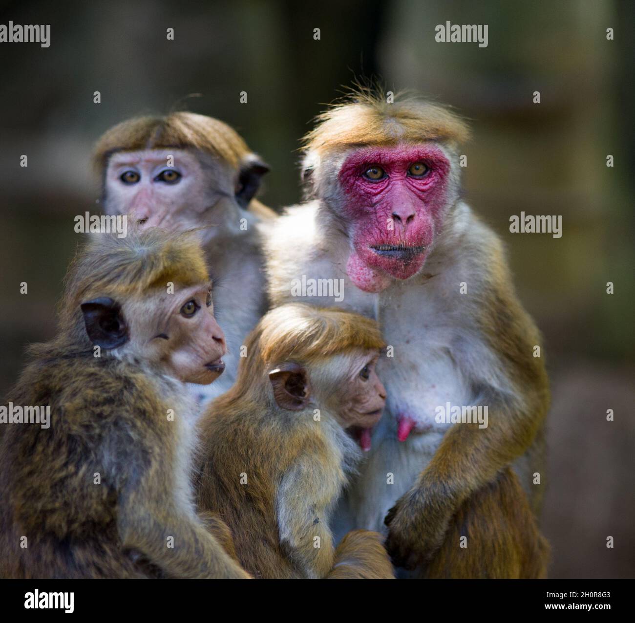 Portrait of cute monkey family (Macaca Sinica), mother with red face ...