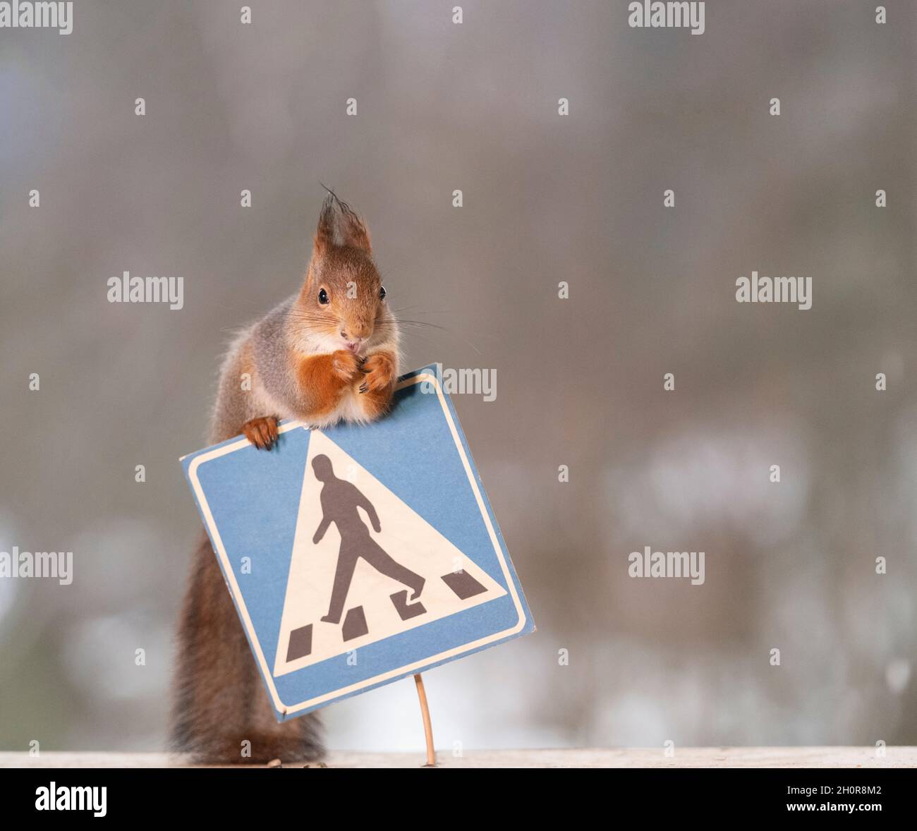 red squirrel is standing on a Pedestrian crossing Stock Photo - Alamy