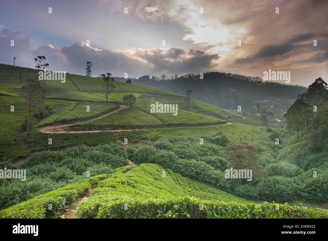 Tea plantations in highlands of Sri Lanka. Travel destination ...