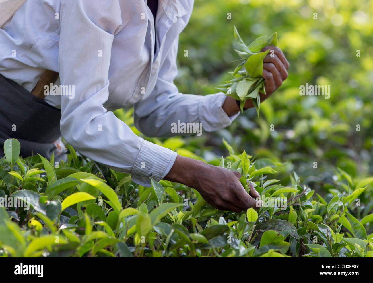 Close up of female hands picking fresh tea leaves on big plantation in ...