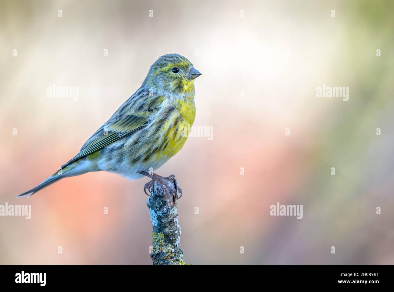 European serin serinus serinus hi-res stock photography and images - Alamy