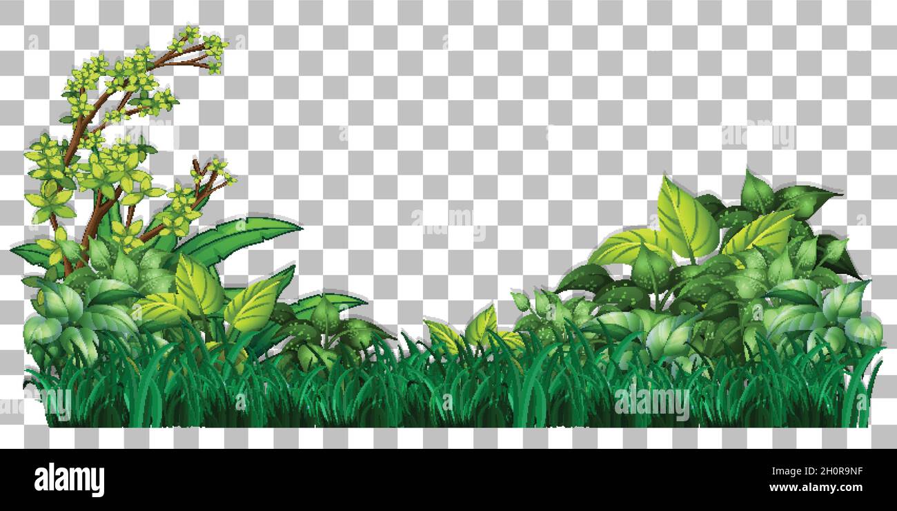 Grass and plants on transparent background for decor illustration Stock ...