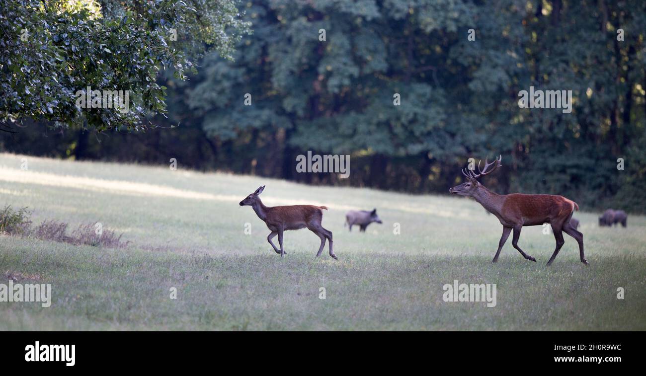 Mating season of wild boar hi-res stock photography and images - Alamy