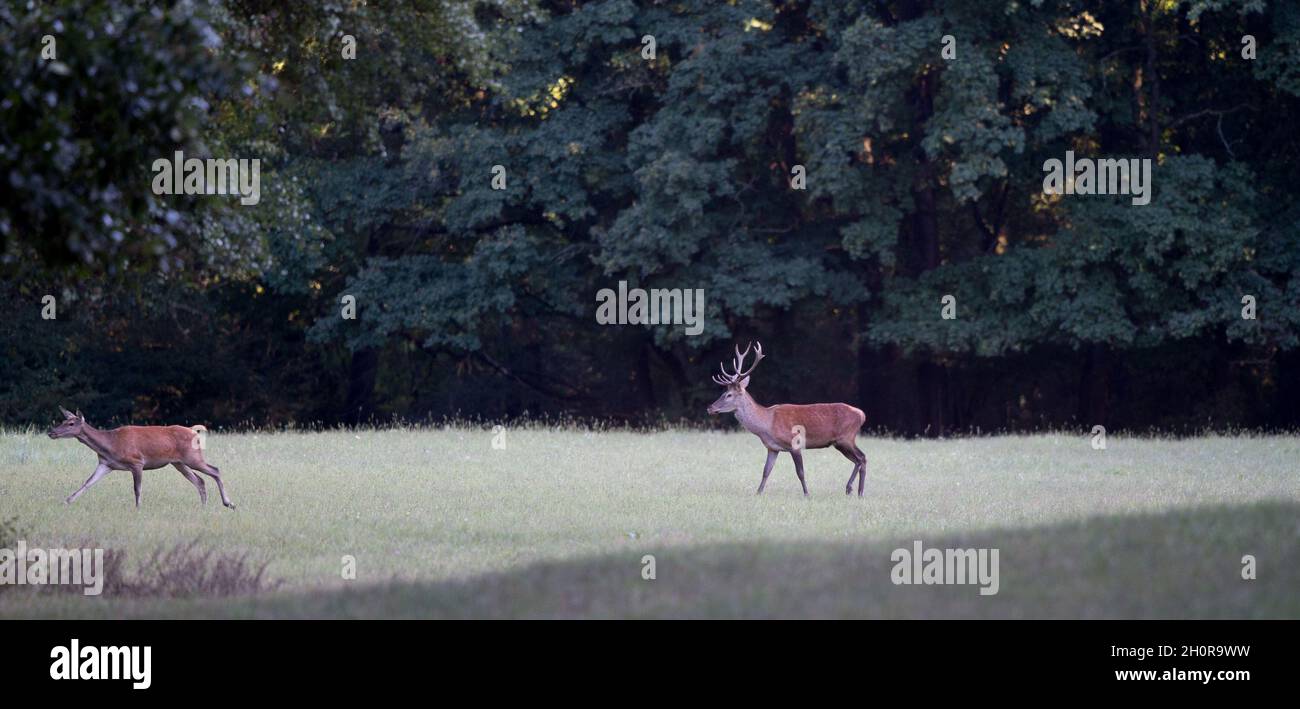 Mating season wildlife hi-res stock photography and images - Alamy