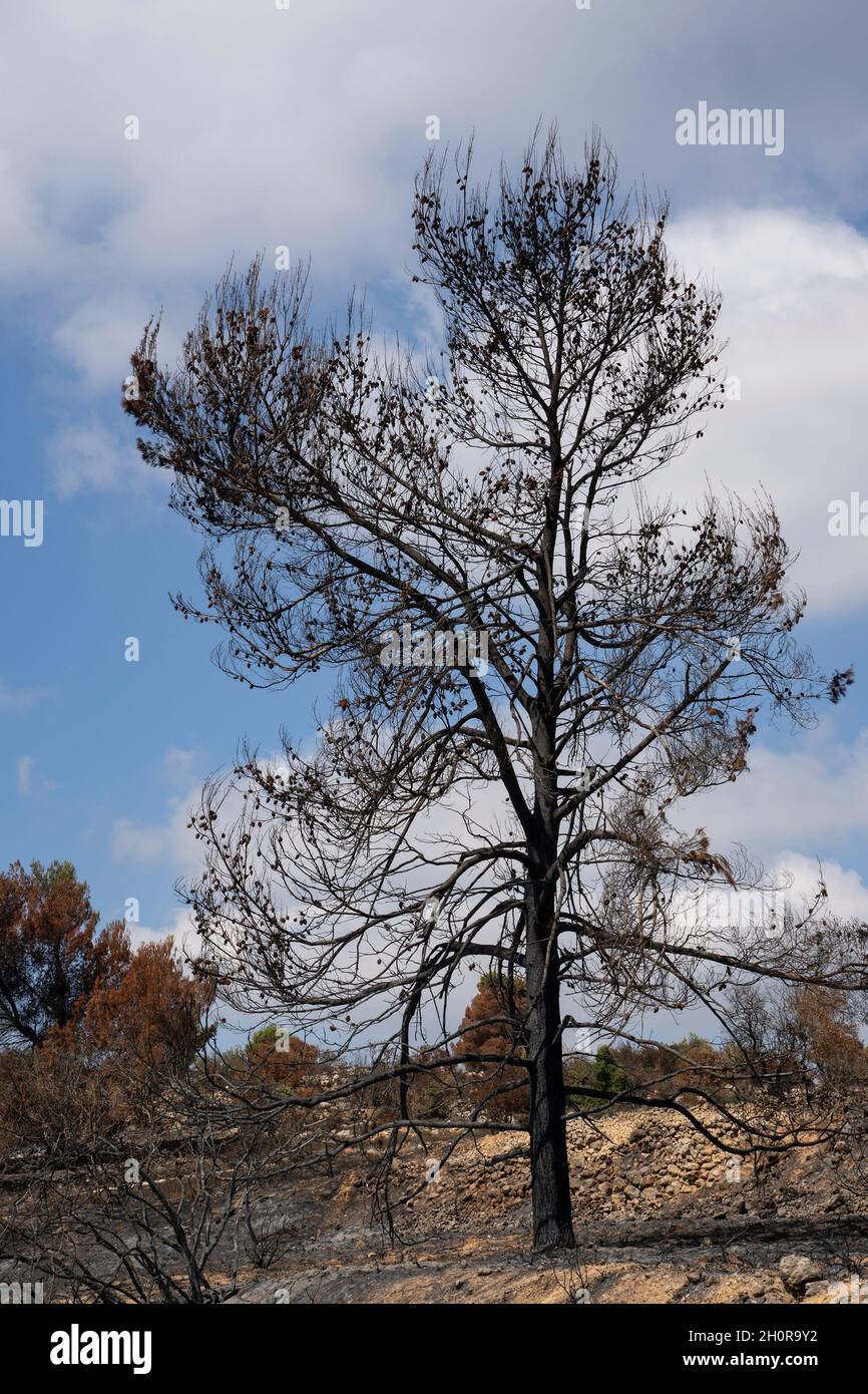A burnt pine tree after a wildfire in the mediterranean woodland on the ...