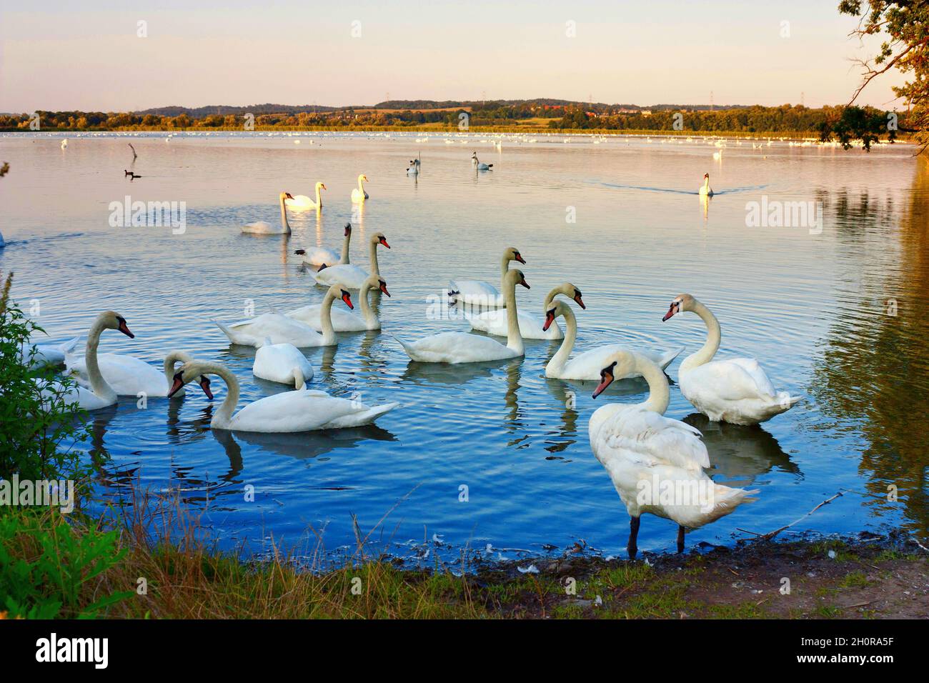 Summer landscape - a view of a flock of white swans on the lake, near ...