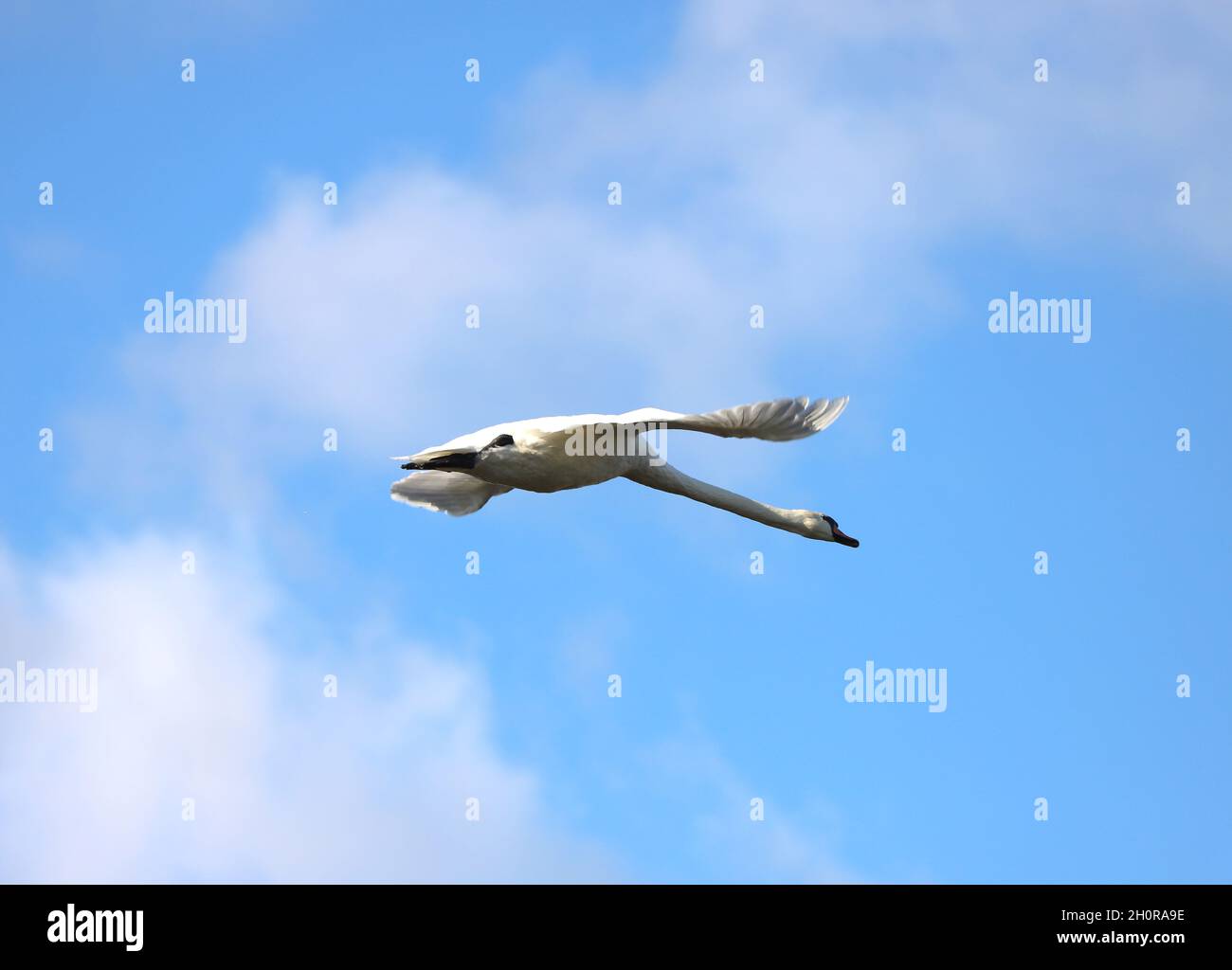 Bird Wildfowl Swan Flight Migration High Resolution Stock Photography ...