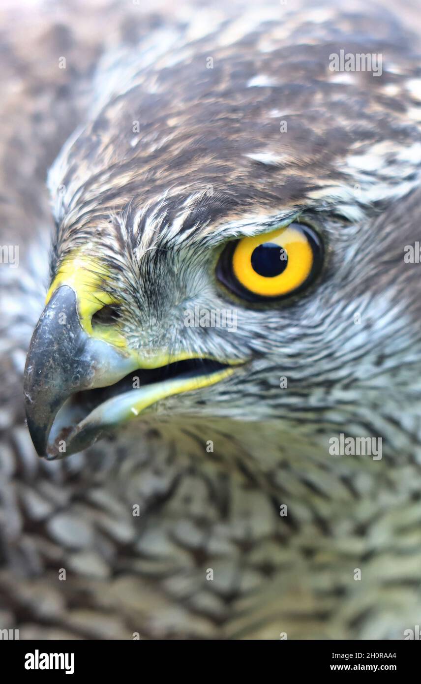 White Goshawk High Resolution Stock Photography and Images - Alamy