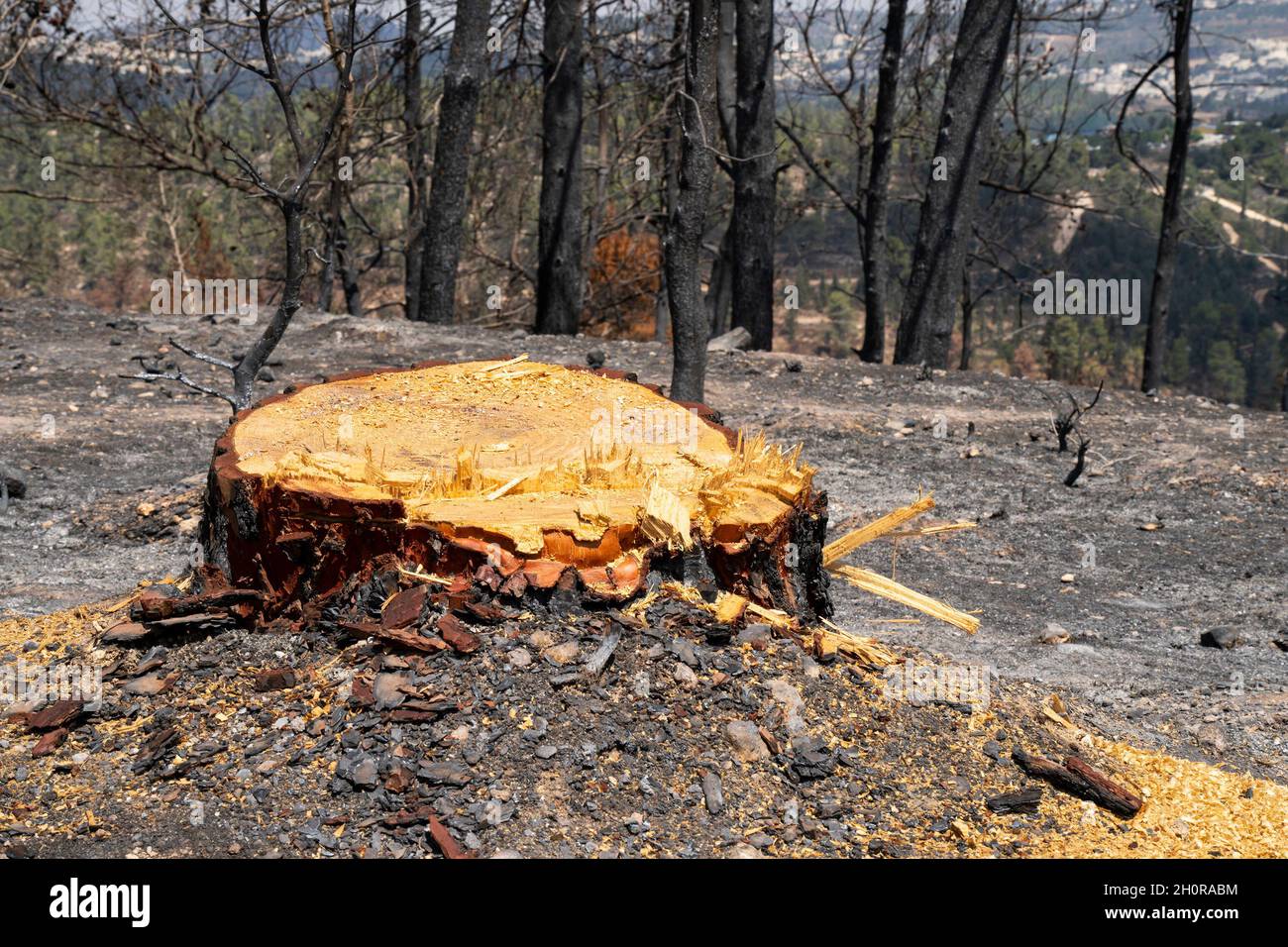 The stump of a burnt old pine tree, cut off after a wildfire in the ...