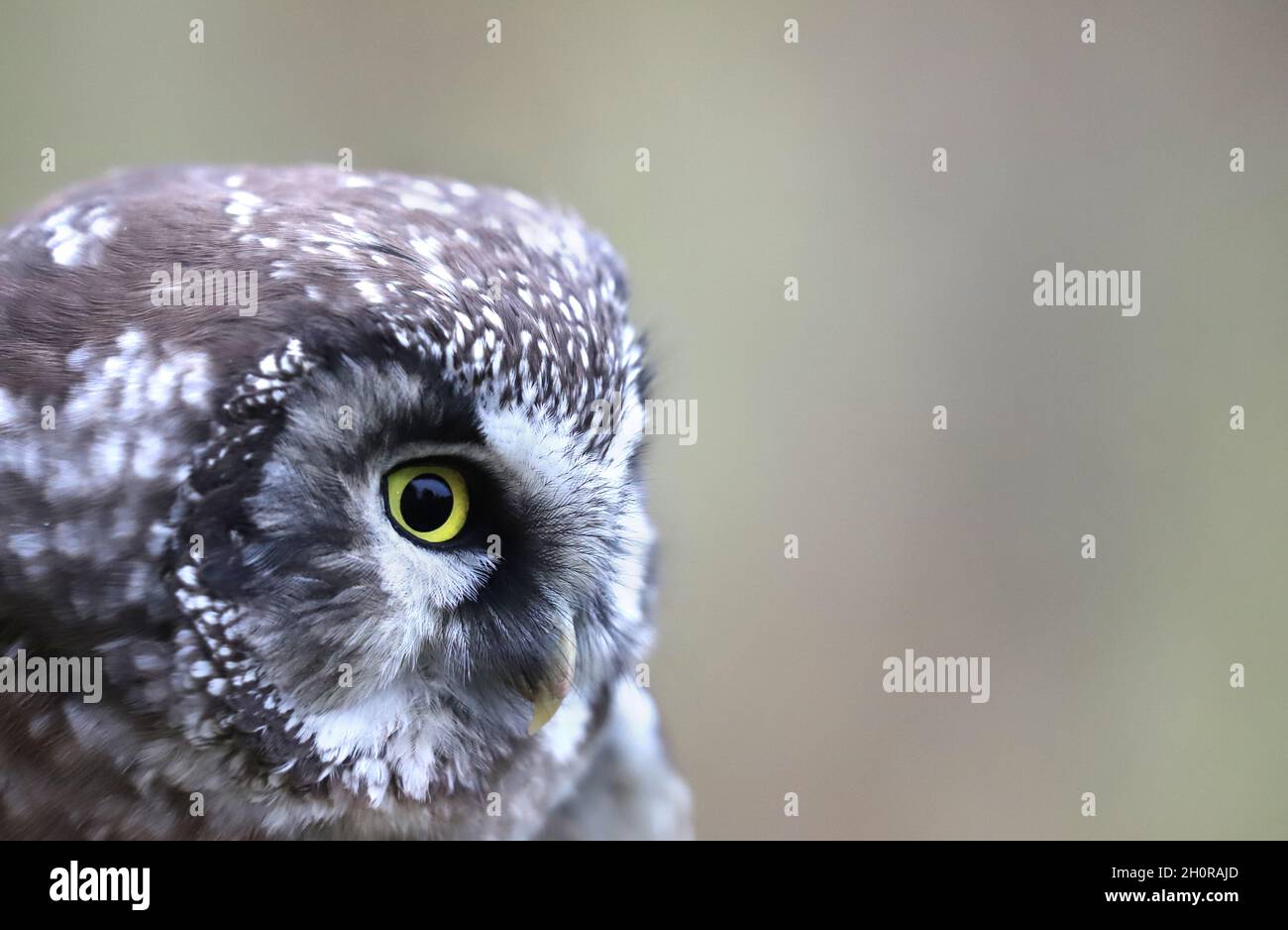 Bird of Minerva. Tengmalm's owl (Boreal ow, Aegolius funereus) portrait ...