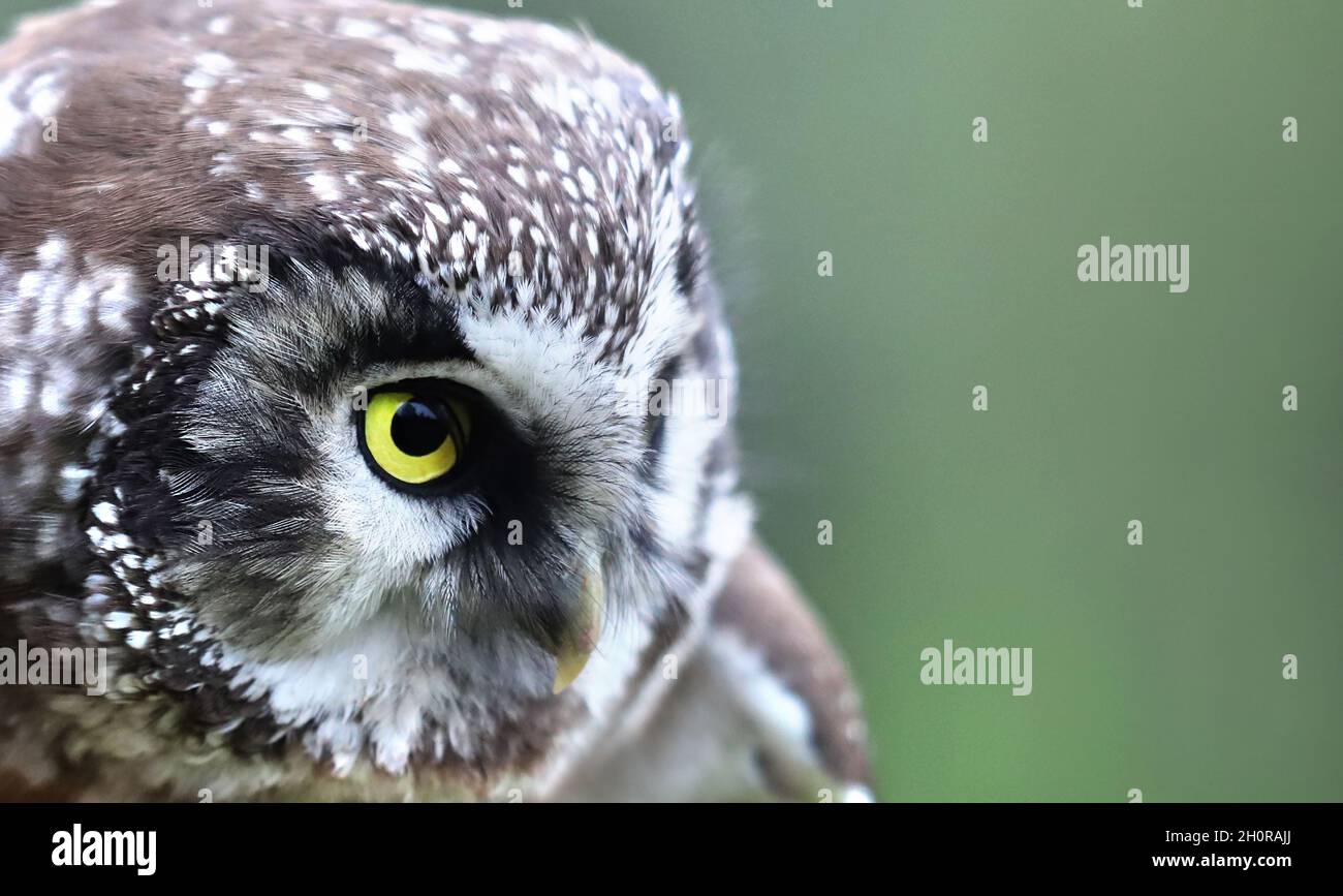 Bird of Minerva. Tengmalm's owl (Boreal ow, Aegolius funereus) portrait ...