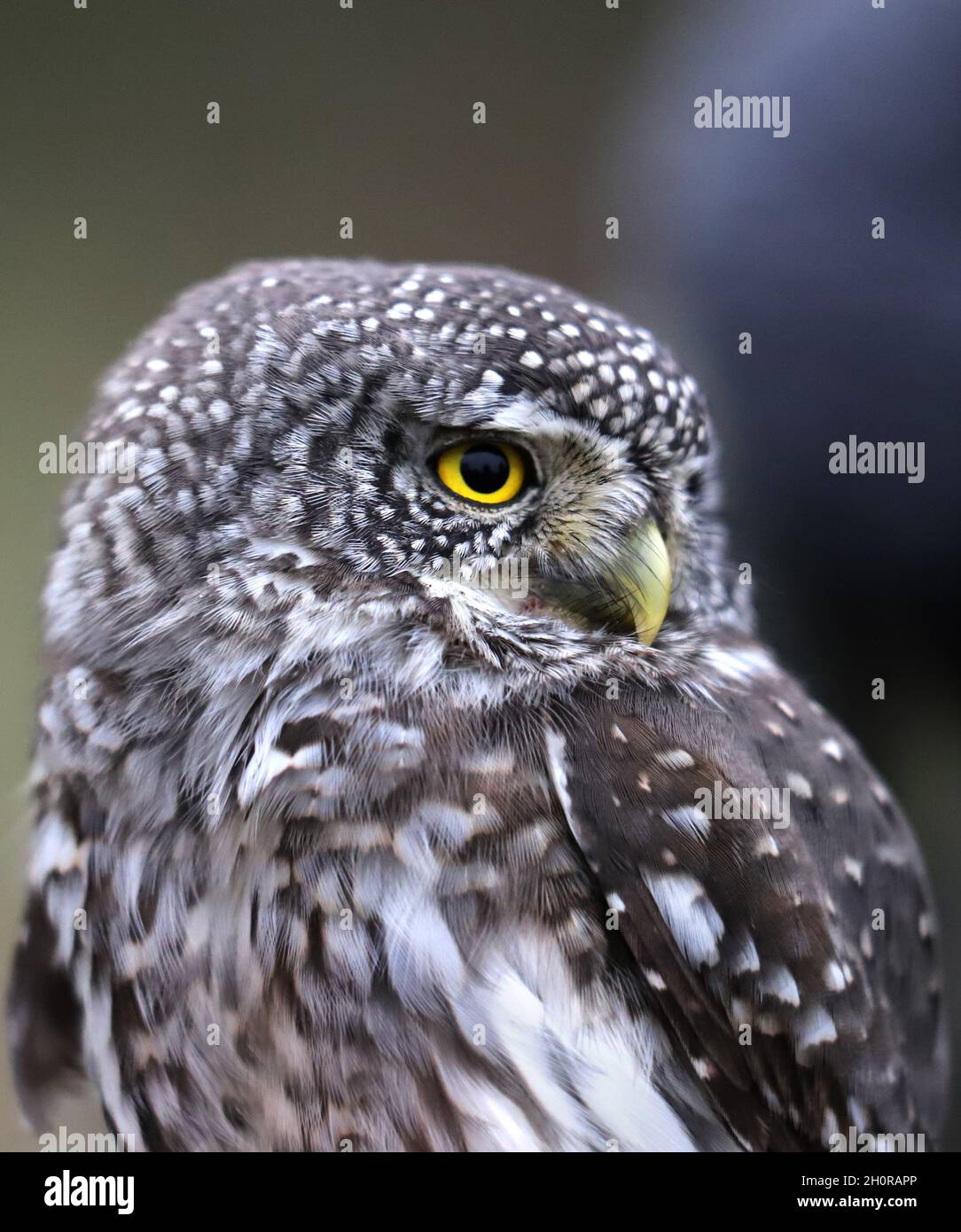 Eurasian pygmy owl (Glaucidium passerinum) close-up, beautiful portrait ...