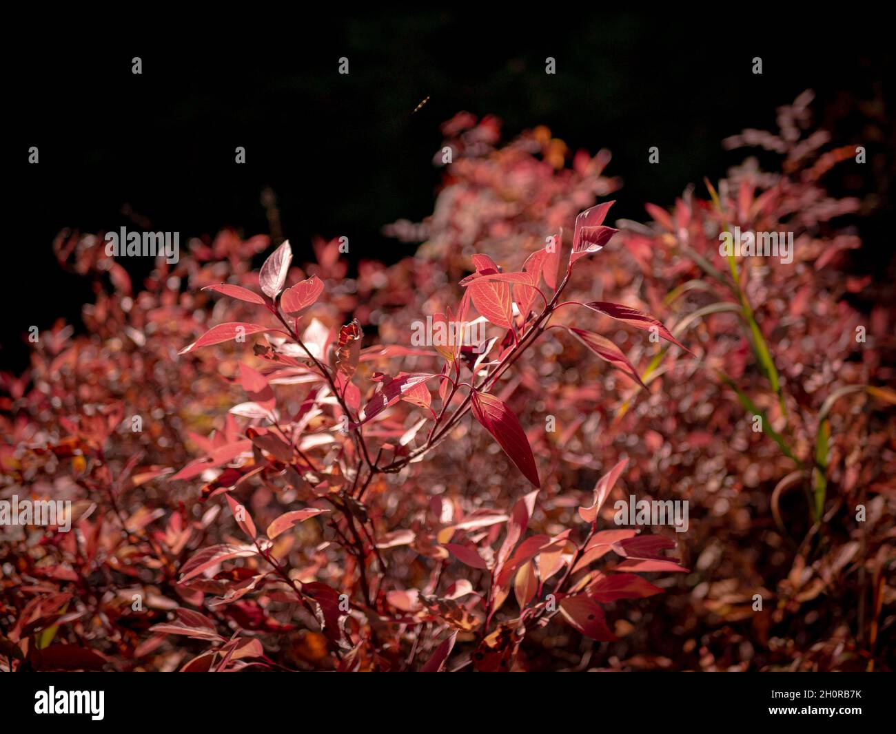 Panicled dogwood hi-res stock photography and images - Alamy