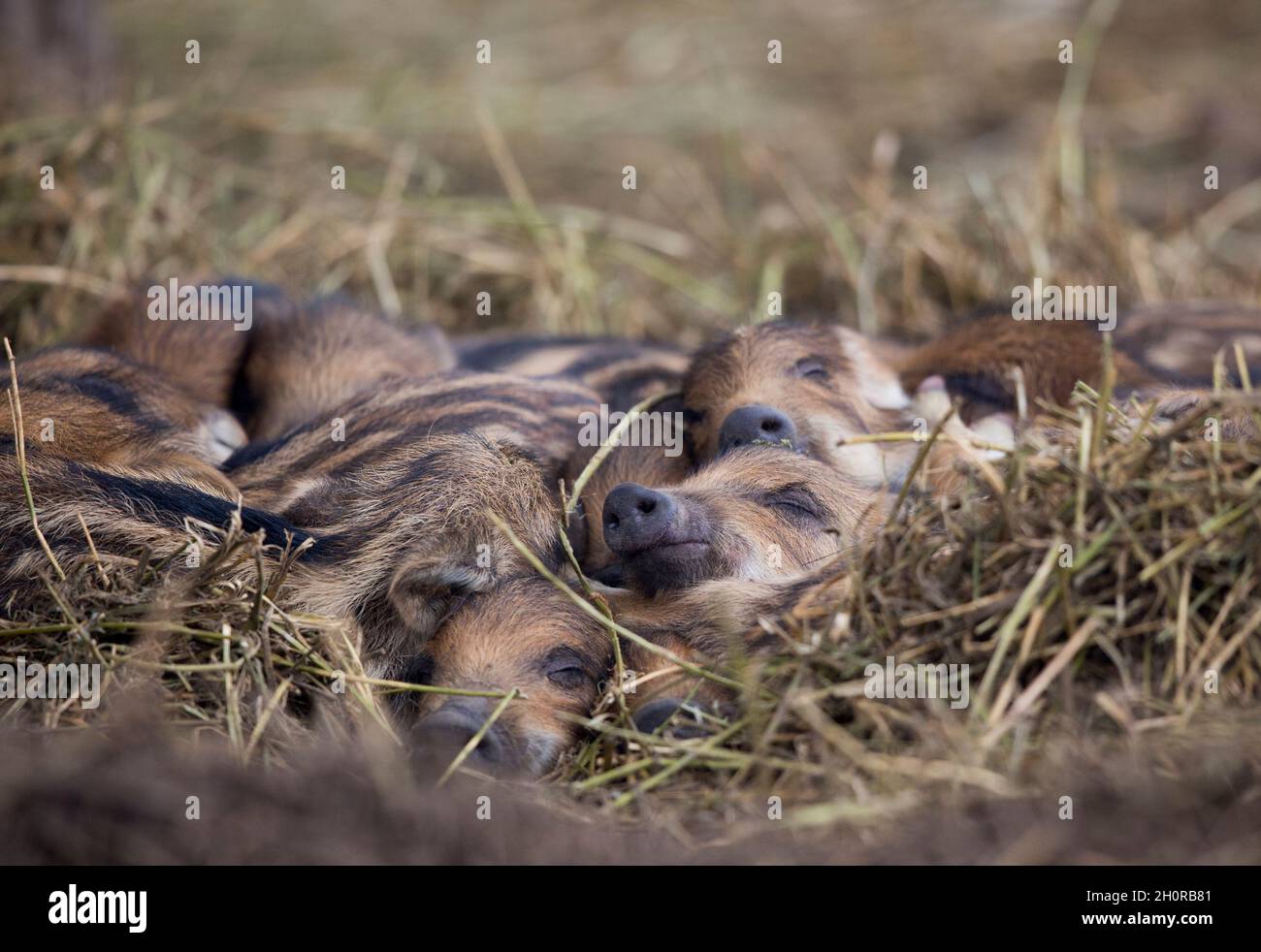 Group of new born wild boar piglets (sus scrofa ferus) sleeping on ...