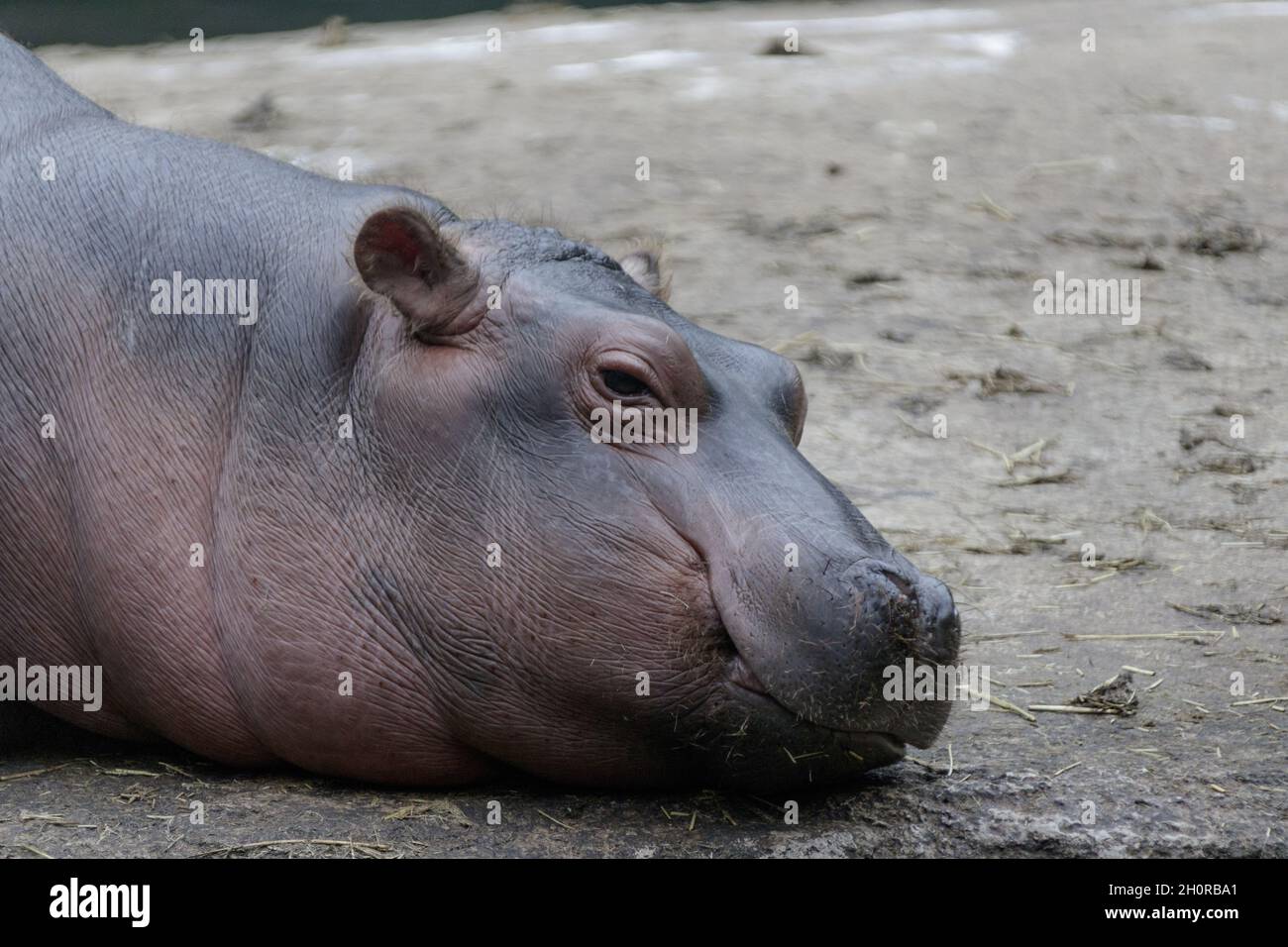 Macro hippopotamus hi-res stock photography and images - Alamy