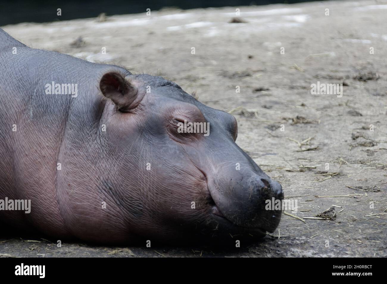 Macro hippopotamus hi-res stock photography and images - Alamy