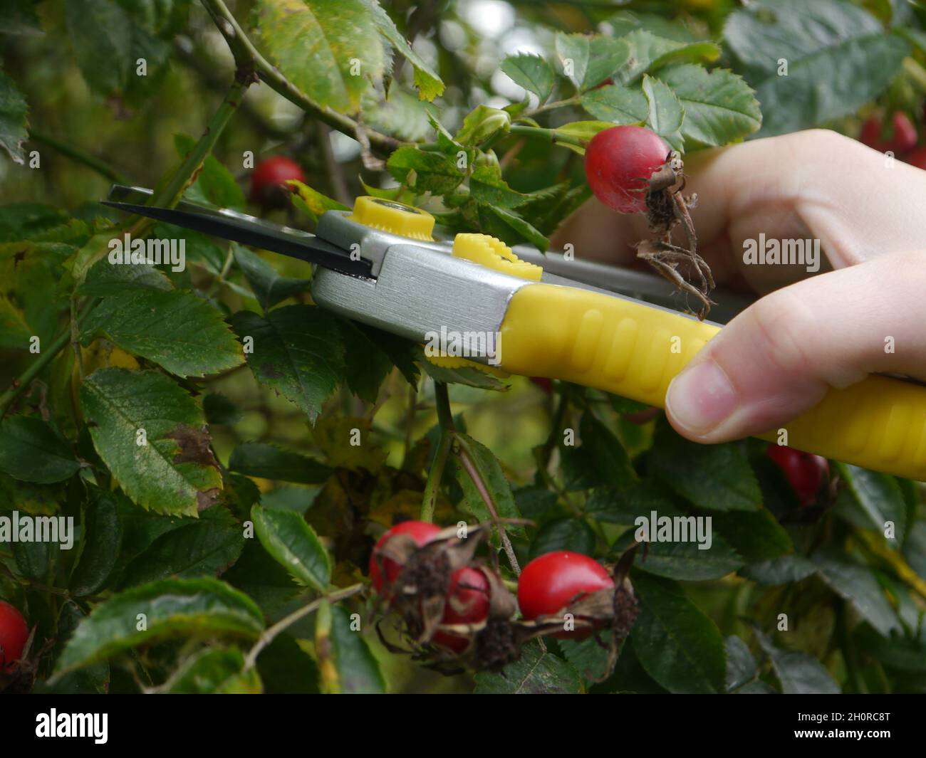 The hand of a Caucasian gardener with scissors is at work pruning a ...