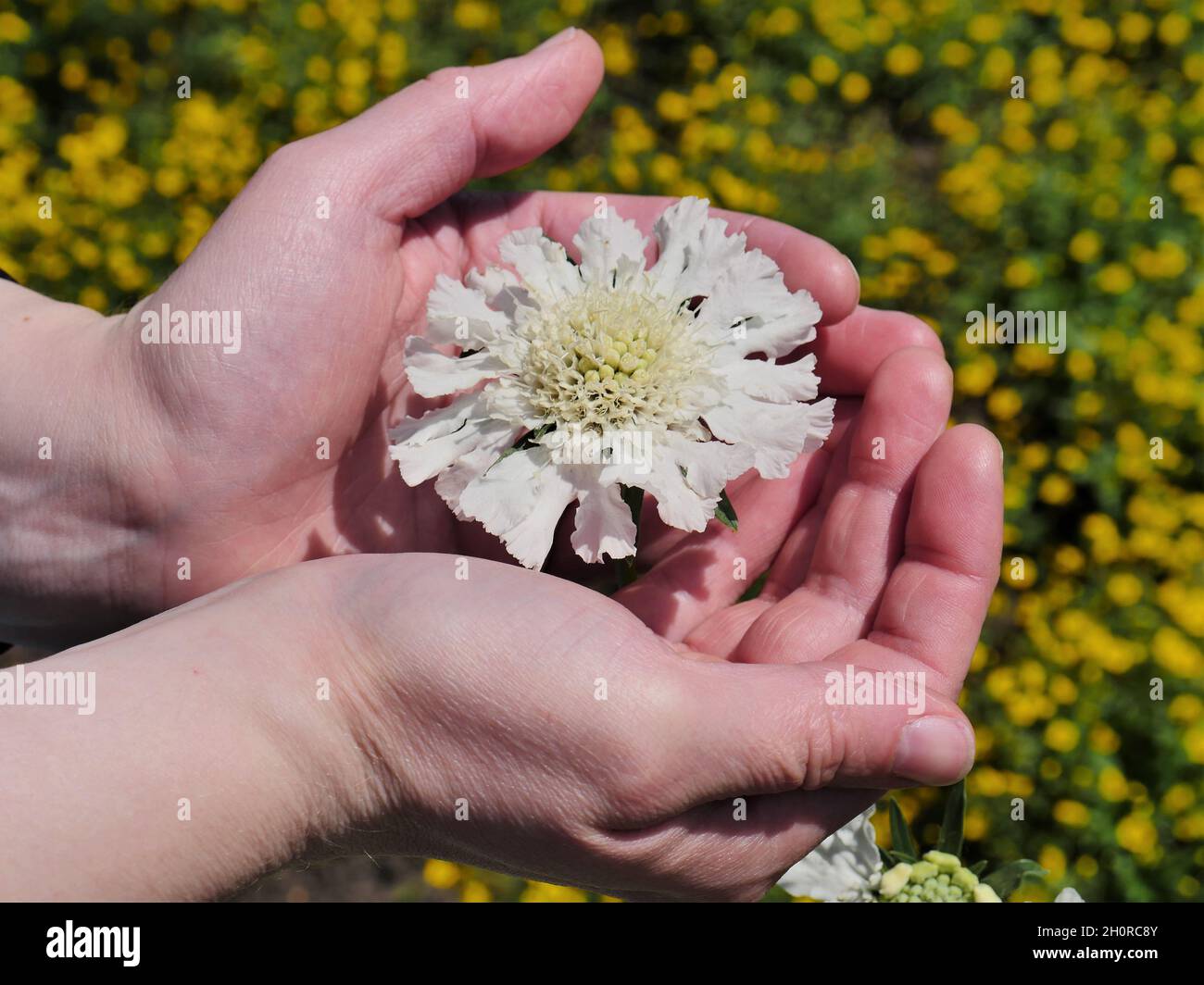 white bloom of a summer flower enclosed by the hands of the caring ...