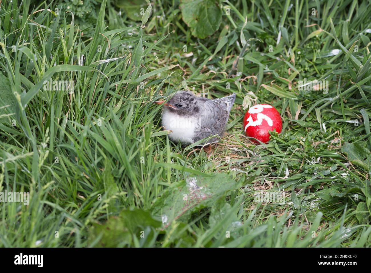 Baby tern hi-res stock photography and images - Alamy