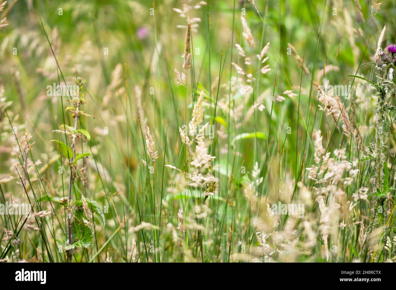 Natural wild habitats hi-res stock photography and images - Alamy