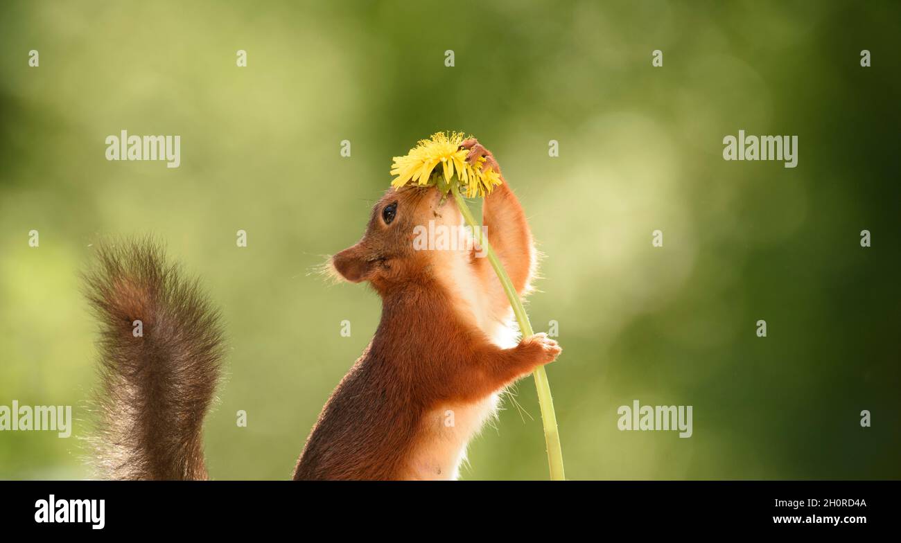 red squirrel is smelling a dandelion Stock Photo - Alamy