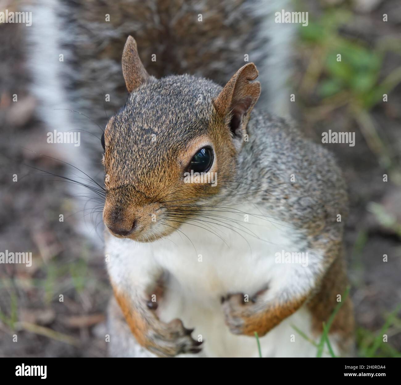 Closeup shot of a gray squirrel on the ground Stock Photo - Alamy