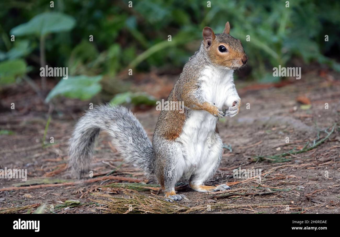 Closeup shot of a gray squirrel on the ground Stock Photo - Alamy