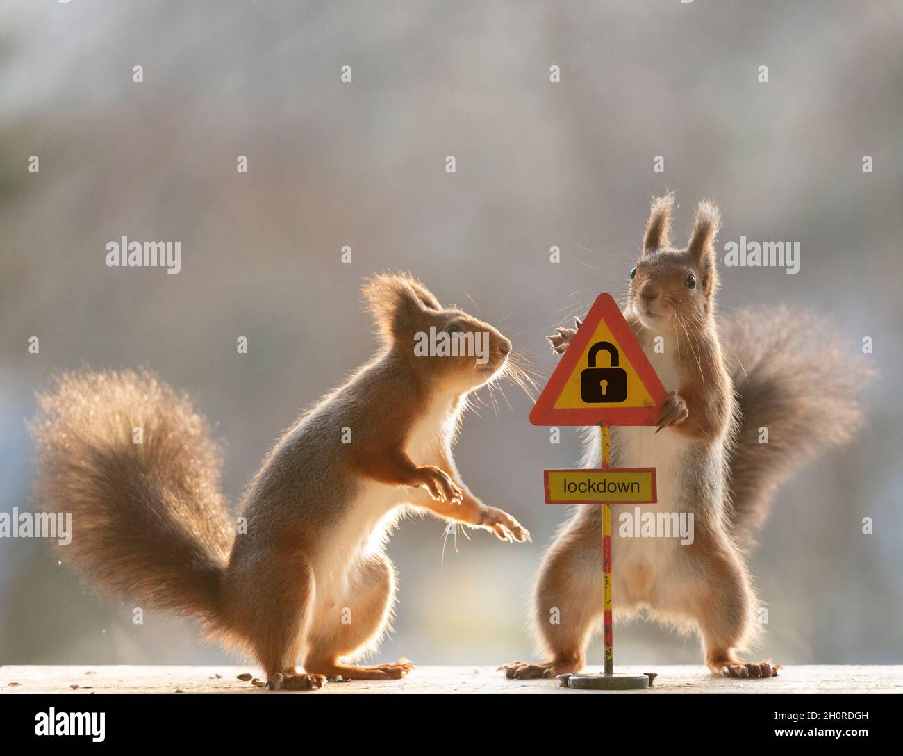 Red Squirrels Warning Sign High Resolution Stock Photography and Images ...