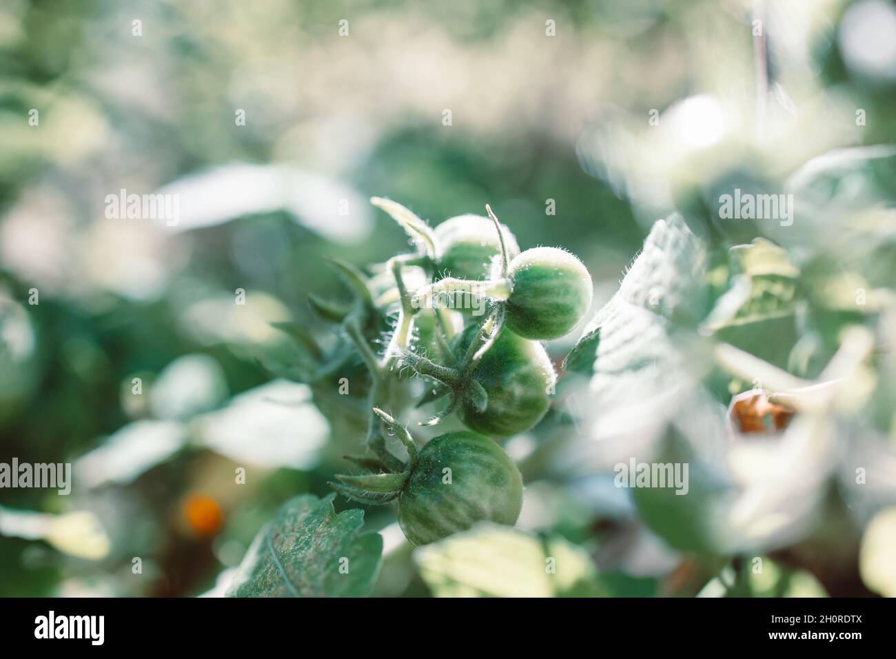 Green tomato plant growing in organic vegatable garden, close-up Stock ...