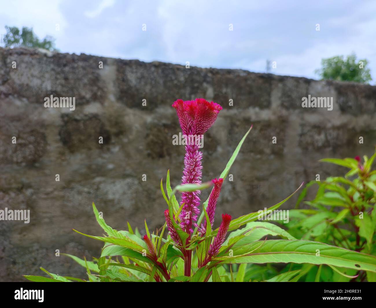 Closeup shot of a Cockscomb plant with flower Stock Photo - Alamy