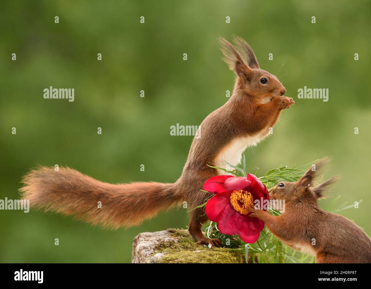 red squirrels are holding an peony flower Stock Photo - Alamy
