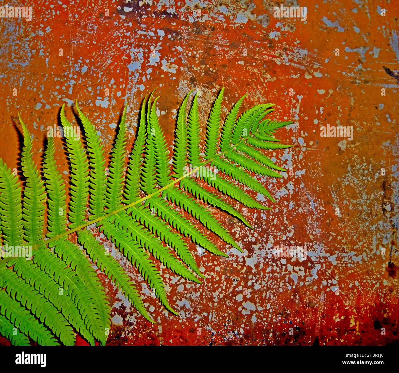 Fern leaves on rusty metal background close-up. Place for your text ...