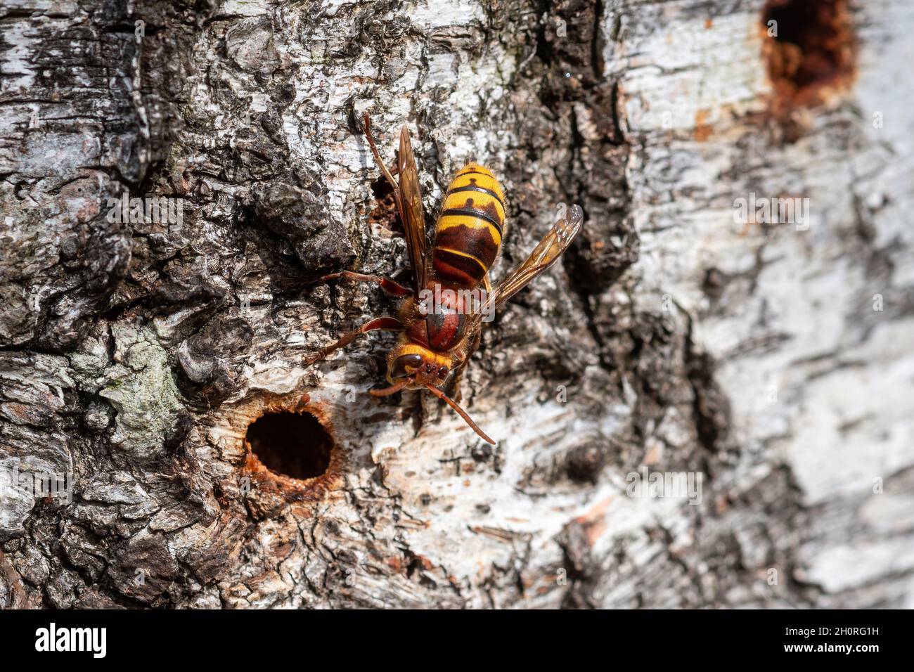 Sap wildlife hi-res stock photography and images - Alamy