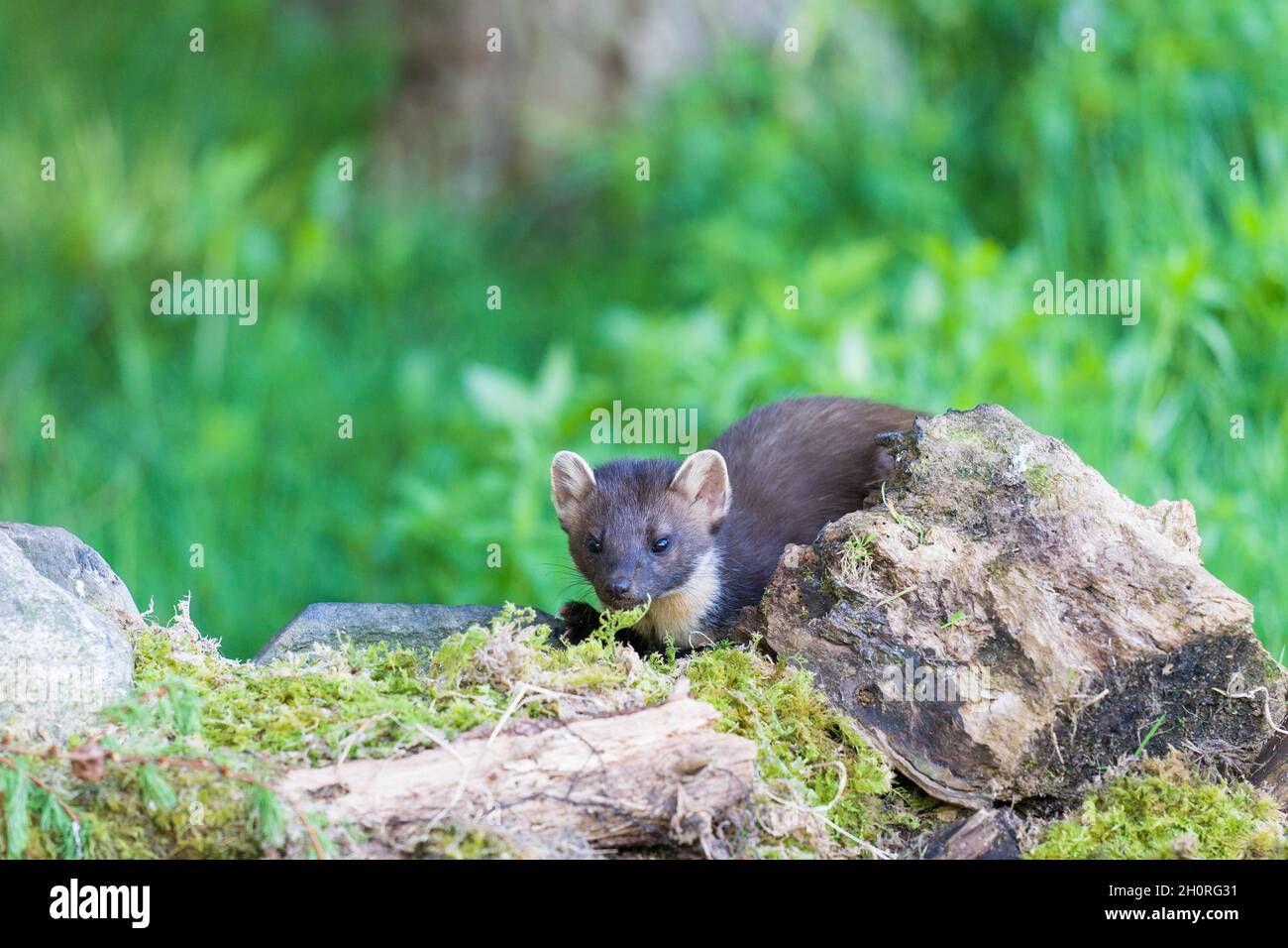 Stoat like hi-res stock photography and images - Alamy